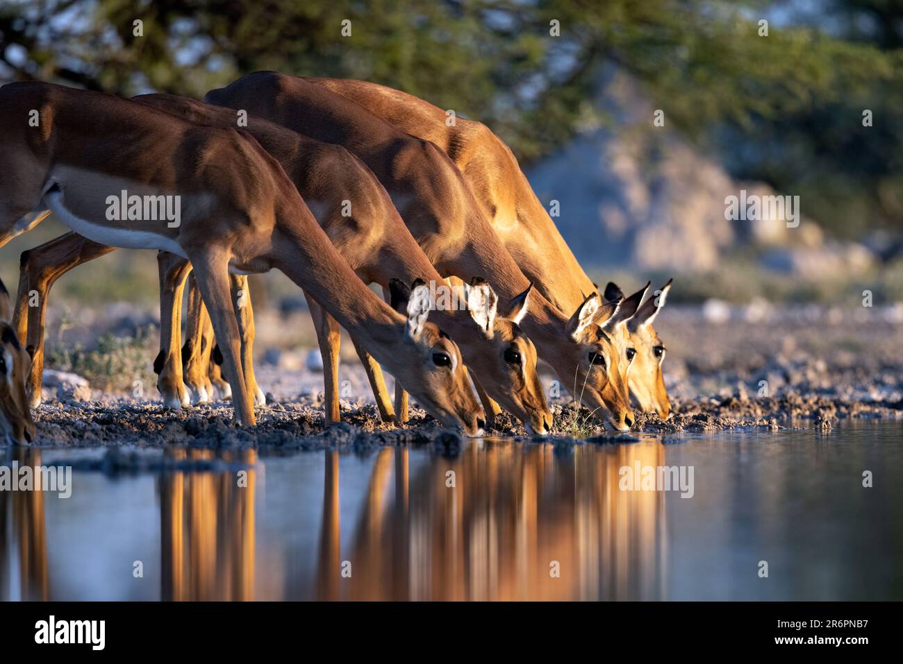 Impala (Aepyceros melampus) drinking at waterhole at the Onkolo Hide ...