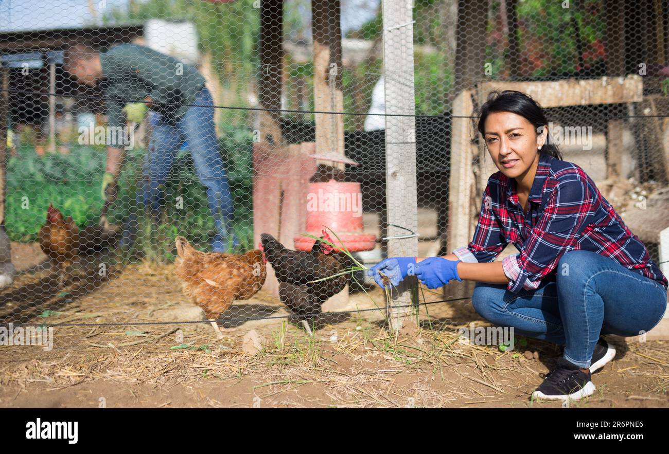 Latina woman farmer in checked shirt feeding chickens at farm Stock ...