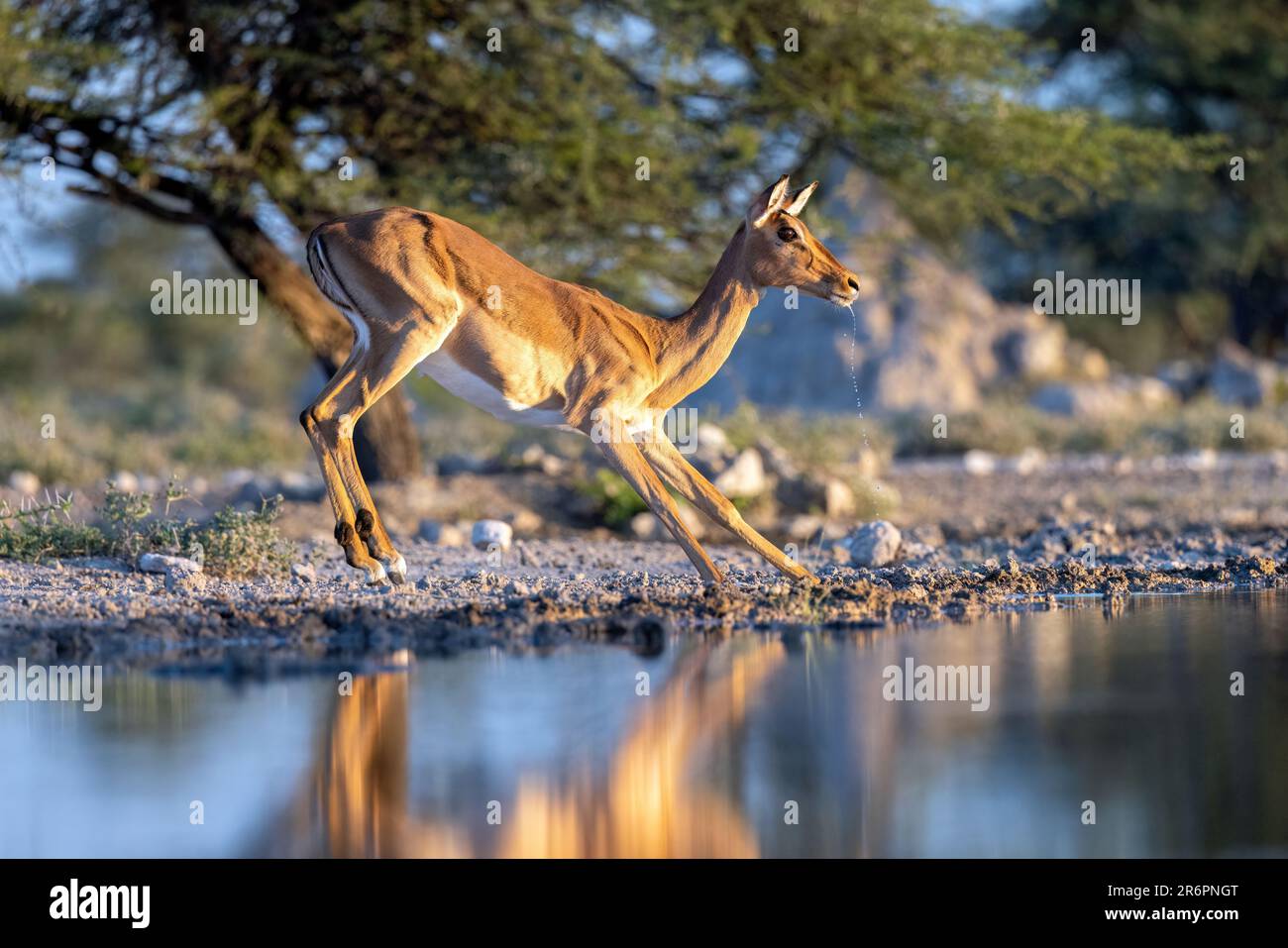 Impala (Aepyceros melampus) drinking at waterhole at the Onkolo Hide ...