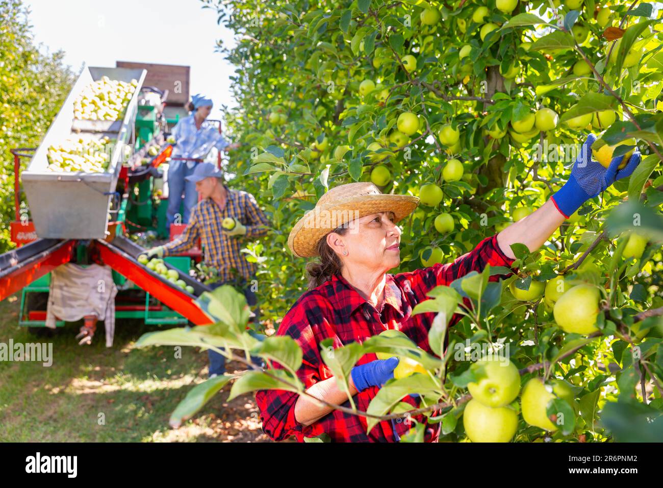 Workers harvesting apples in plantation Stock Photo - Alamy