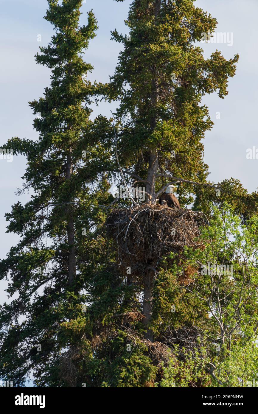 Bald eagle family in a nest during summer in Northern Canada. Taken in ...