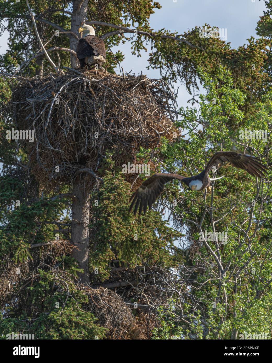 Eagles nest in tree hi-res stock photography and images - Alamy