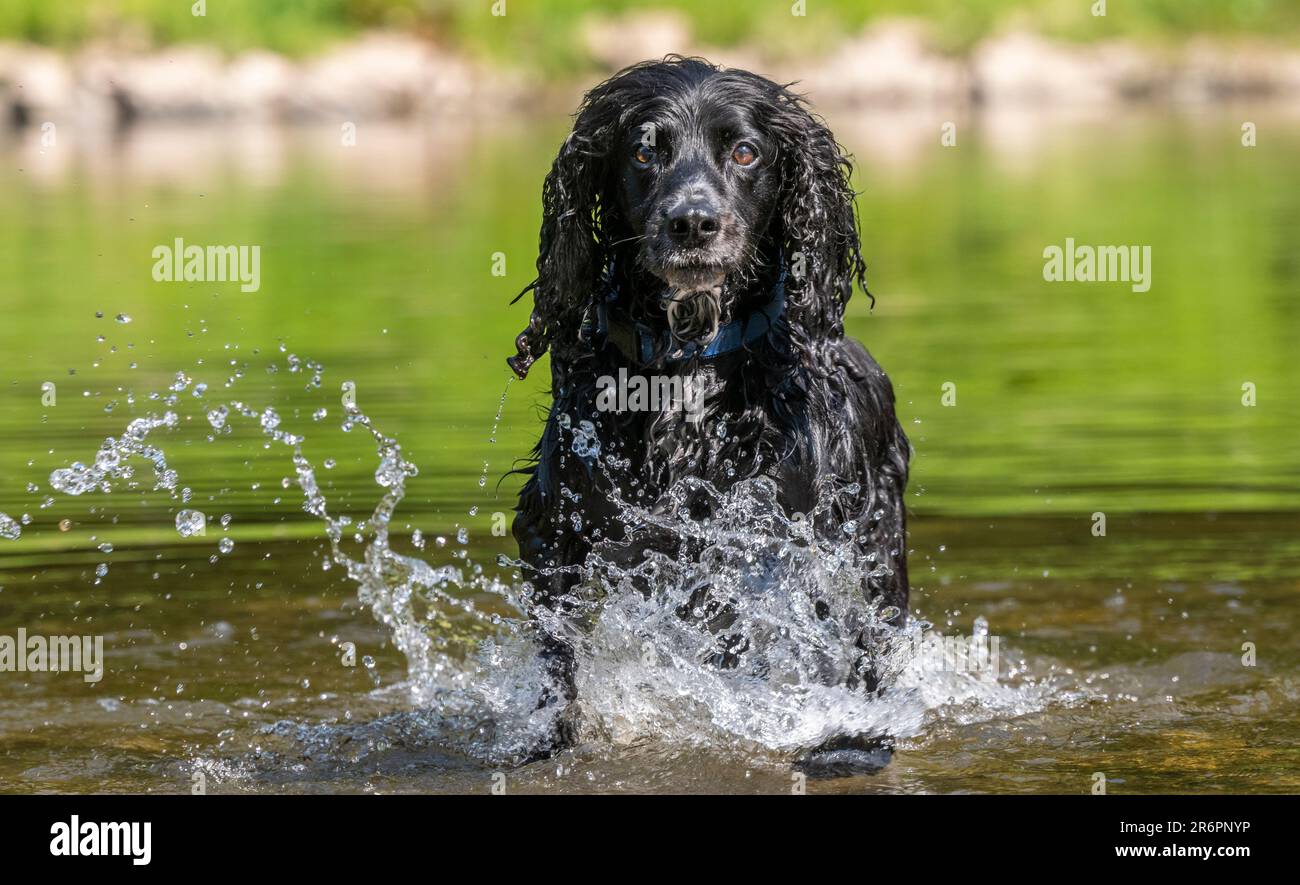 Tweed Water Spaniel