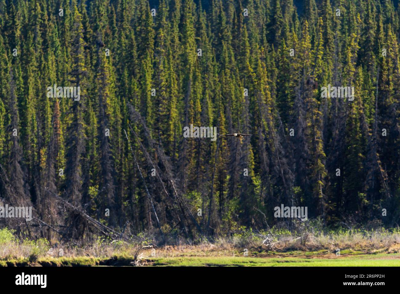 Wild bald eagle seen soaring through the spruce trees in northern ...