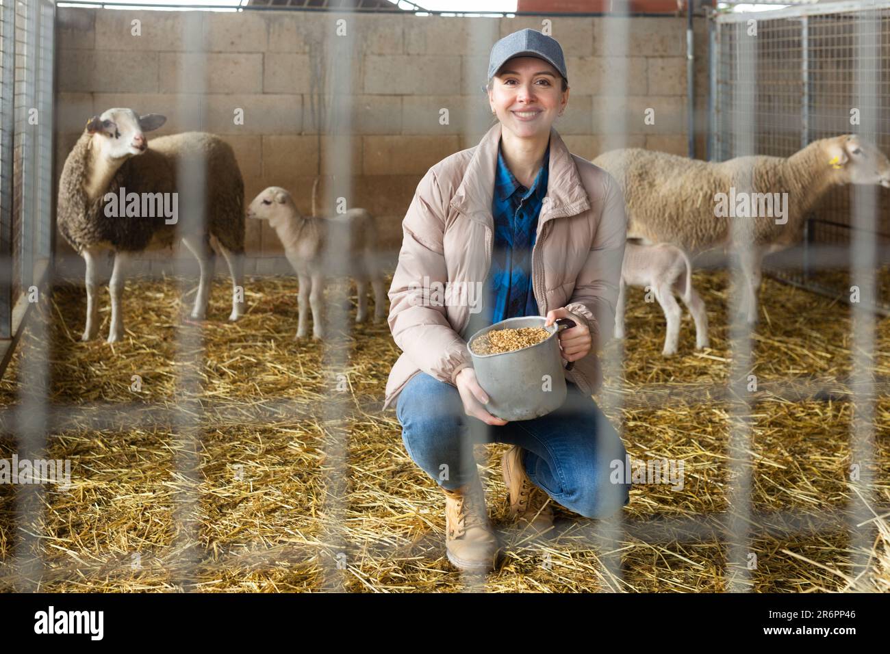 Portrait lamb eating hay animal hi-res stock photography and images - Alamy