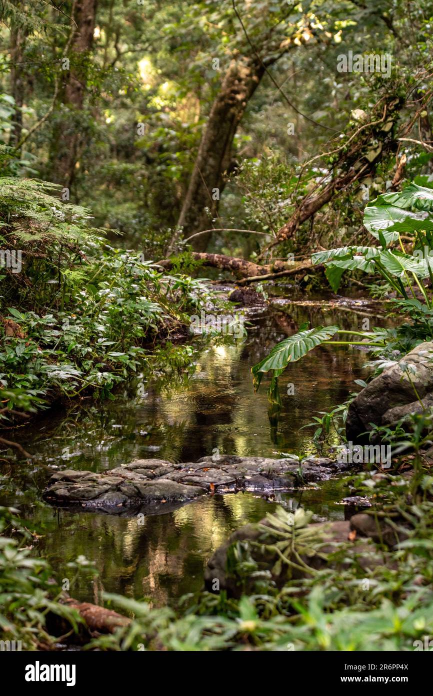 Rainforest plants flora in Springbrook National Park during autumn with ...