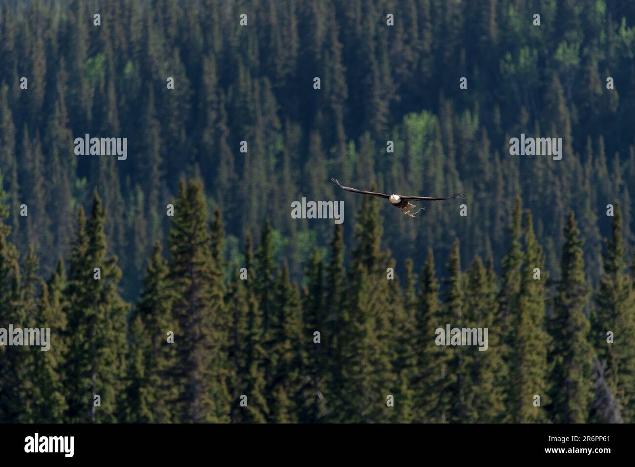 Wild bald eagle seen soaring through the spruce trees in northern boreal forest during ...