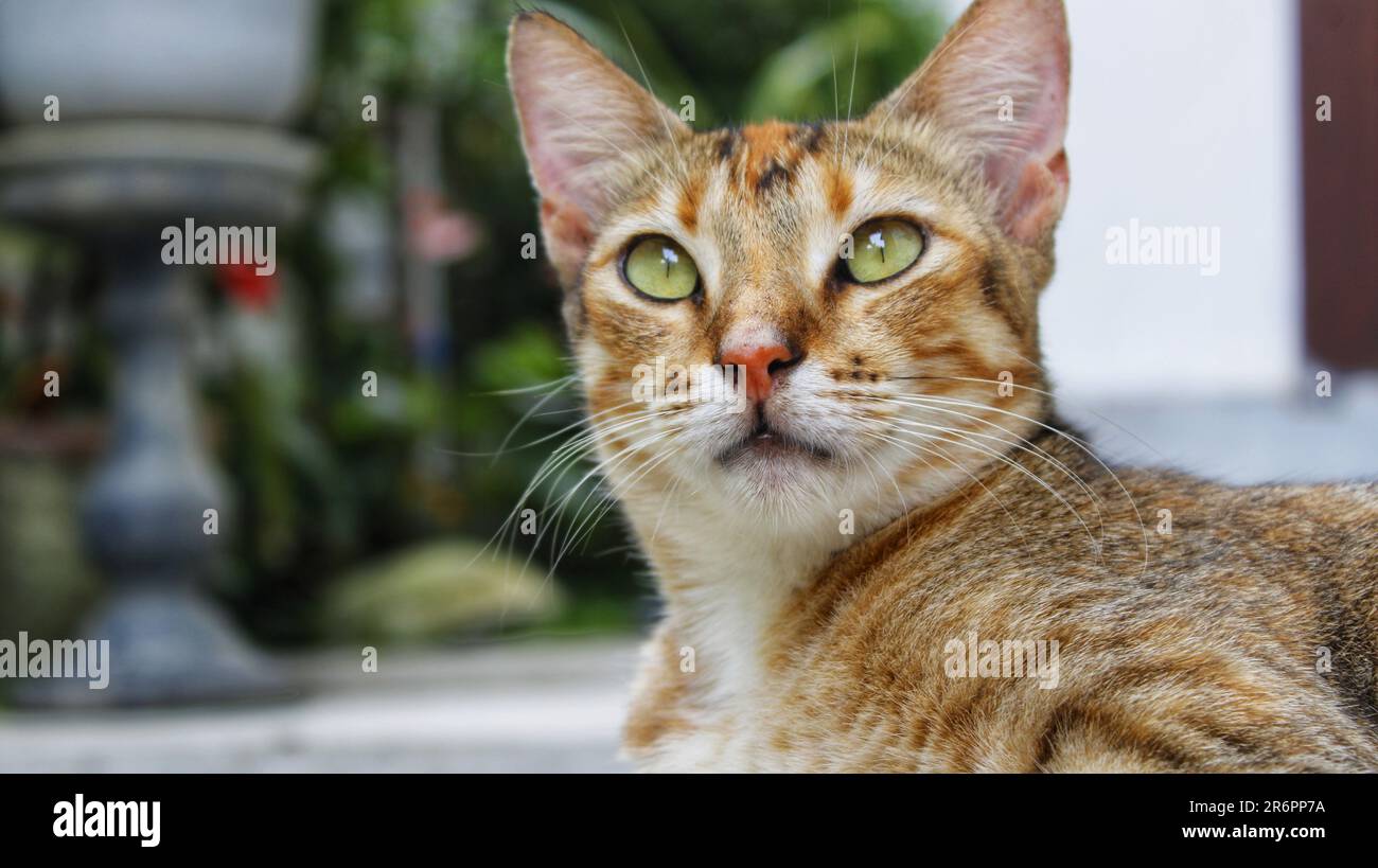 Angry Domestic Cat Stock Photo - Alamy