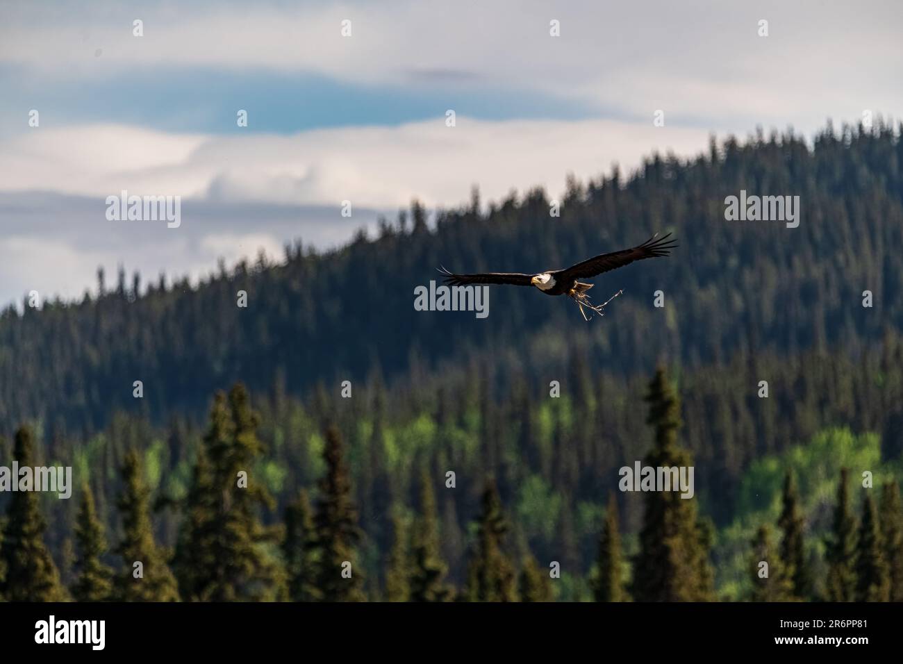 Wild bald eagle seen soaring through the spruce trees in northern ...
