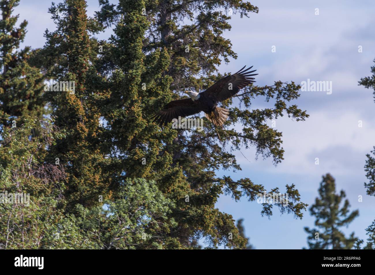 Wild bald eagle seen soaring through the spruce trees in northern ...