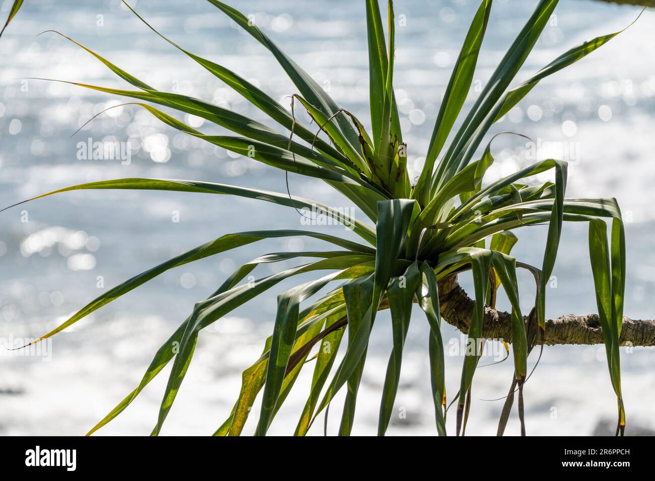 Australian coast image hi-res stock photography and images - Alamy