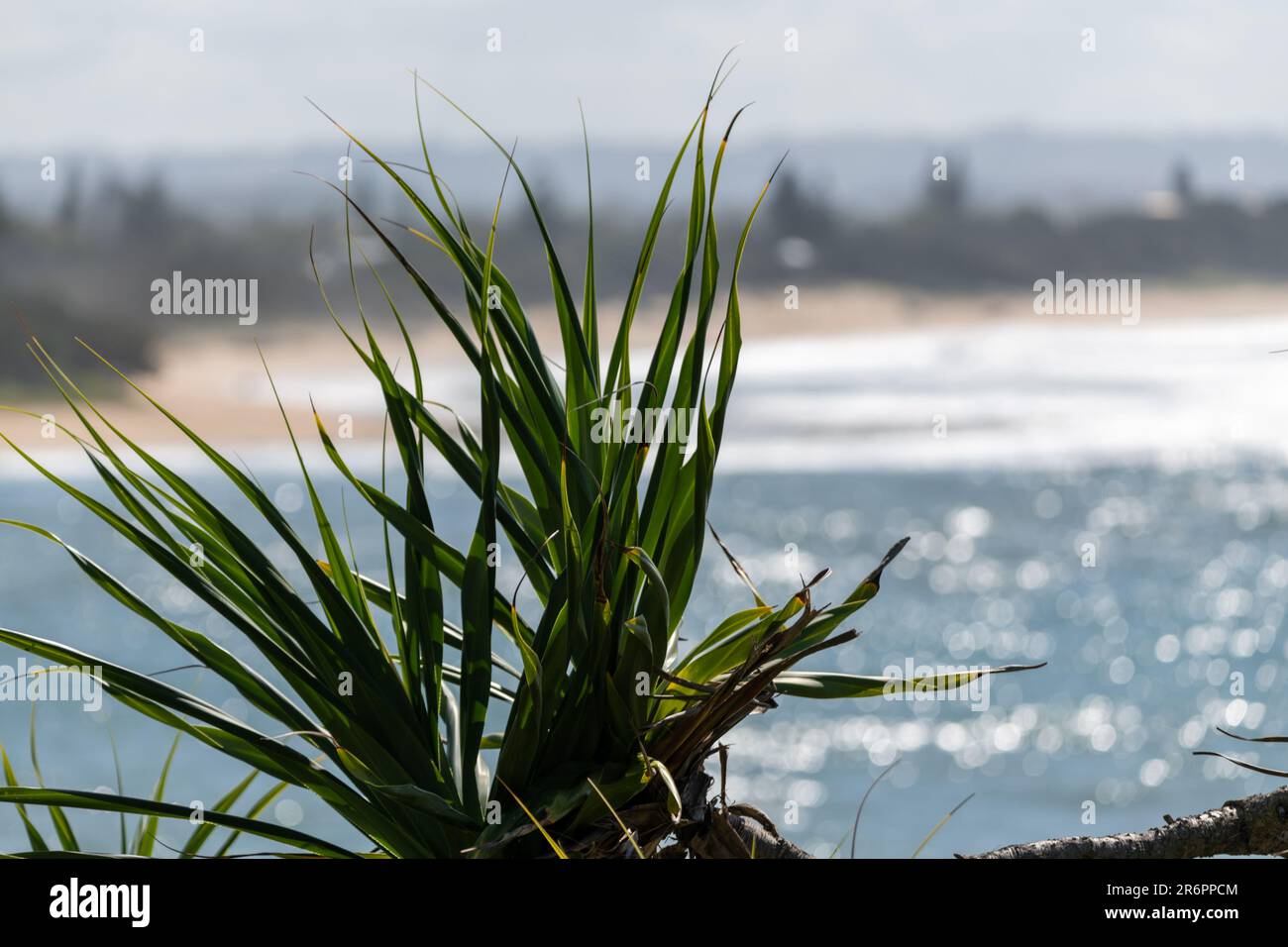 Focus of a native Australian tree in foreground with blurred landscape ...