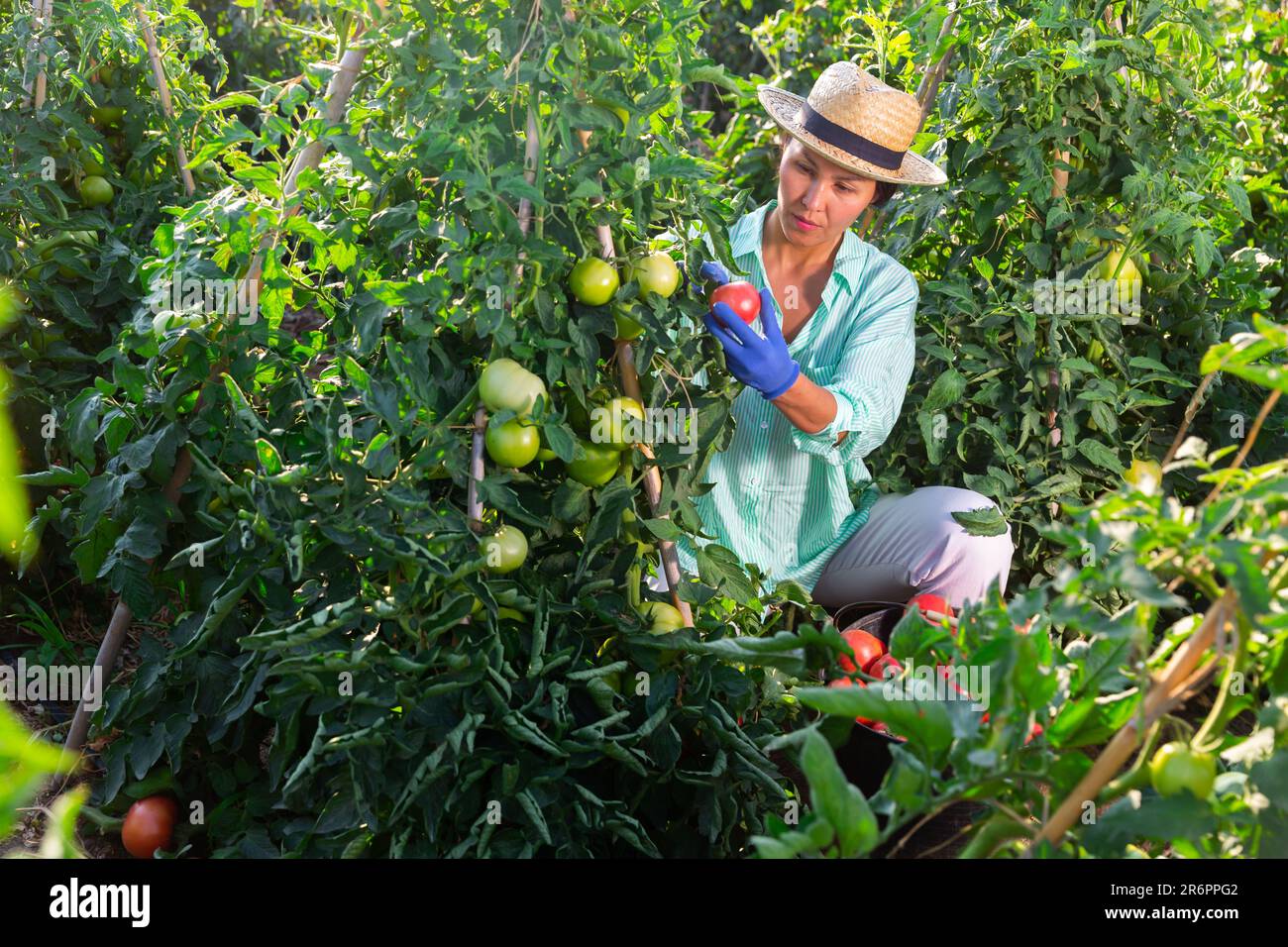 Tomato picker hi-res stock photography and images - Alamy