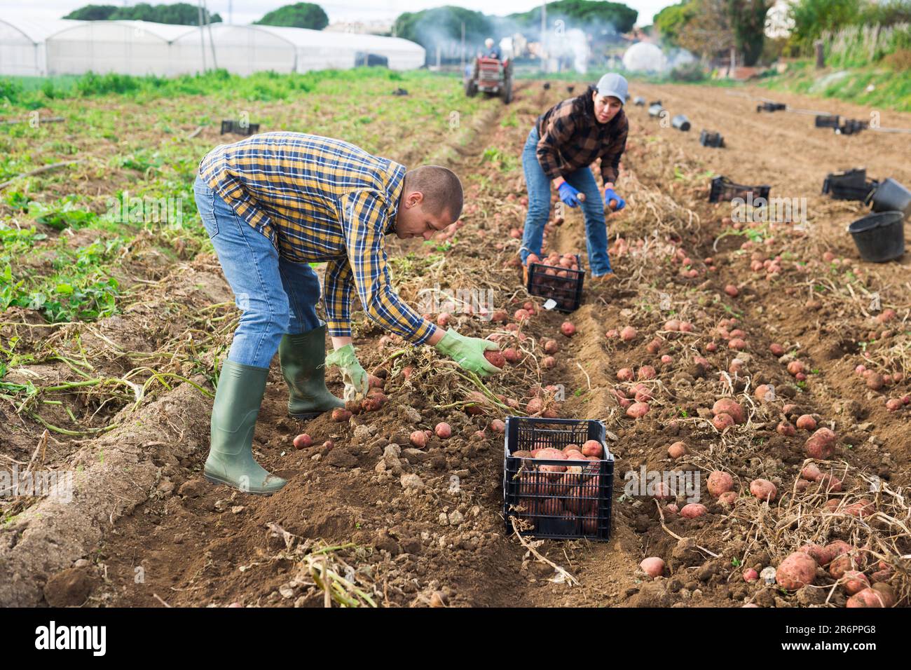 Man and woman harvesting potatoes on plantation Stock Photo - Alamy