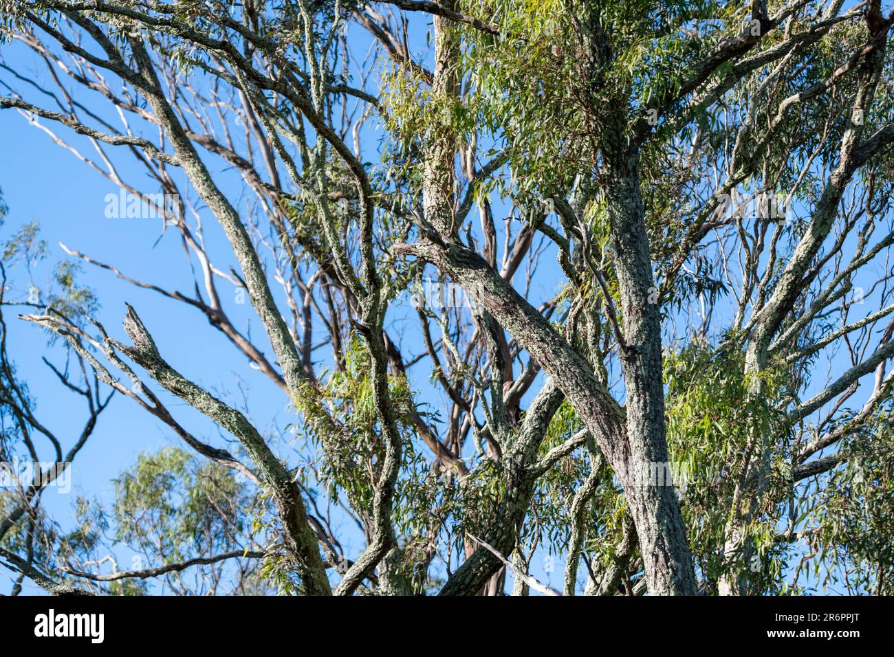 Native gum eucalyptus trees seen in Australia during autumn season with ...