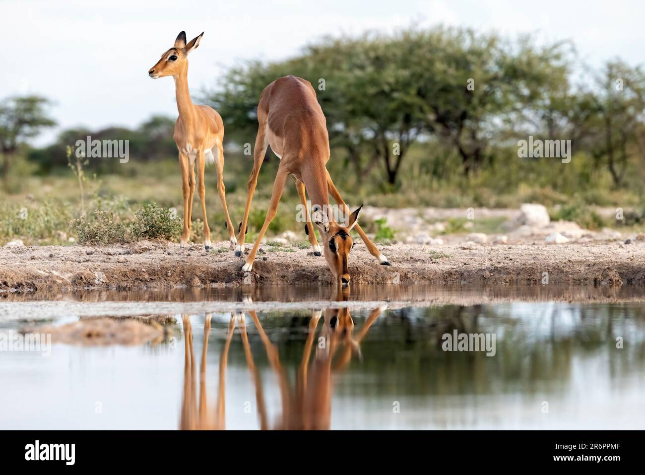 A ewe Impala (Aepyceros melampus) with calf drinking at waterhole ...