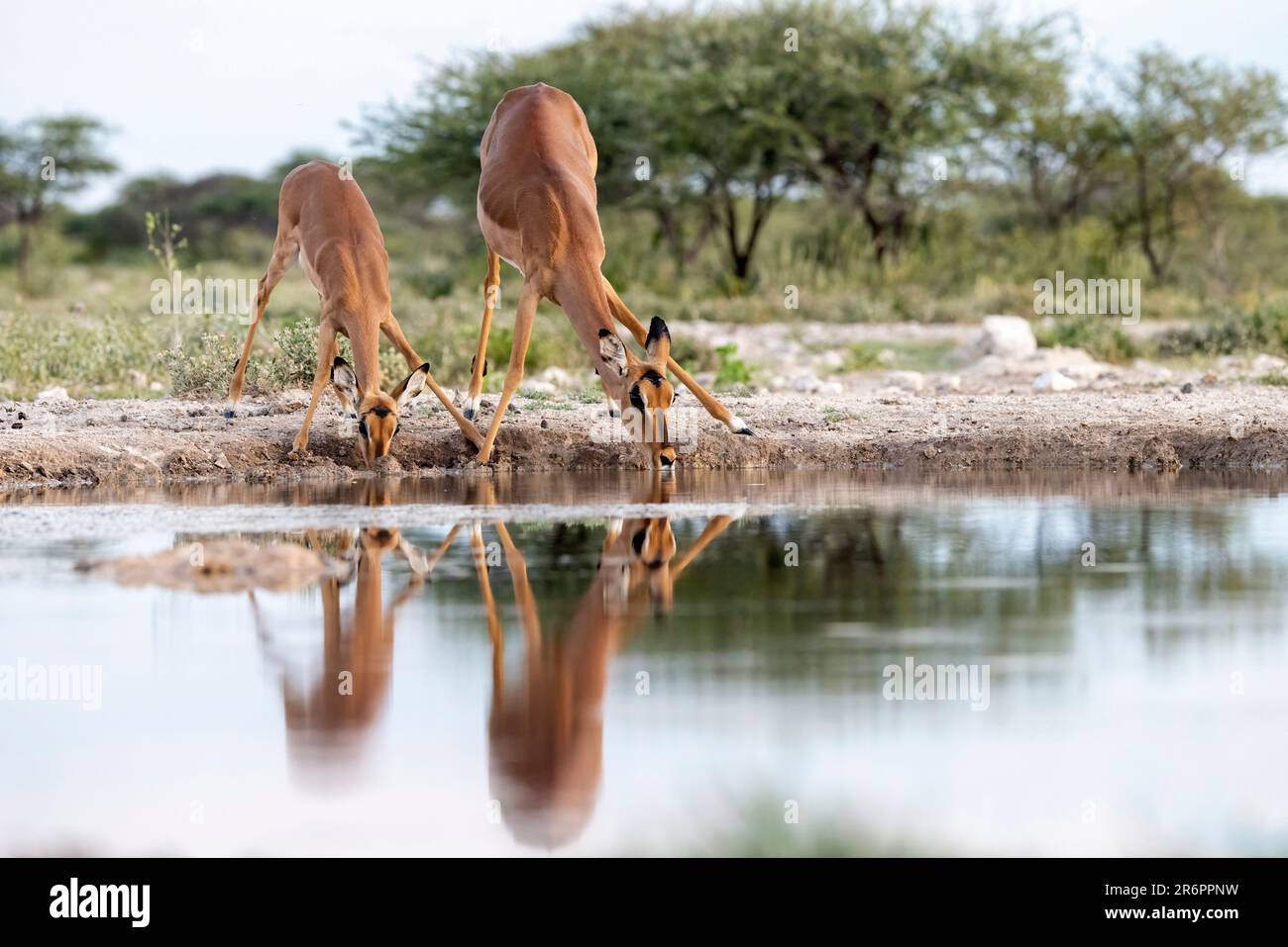 A ewe Impala (Aepyceros melampus) with calf drinking at waterhole ...