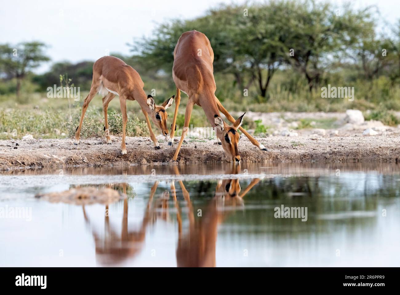 A ewe Impala (Aepyceros melampus) with calf drinking at waterhole ...