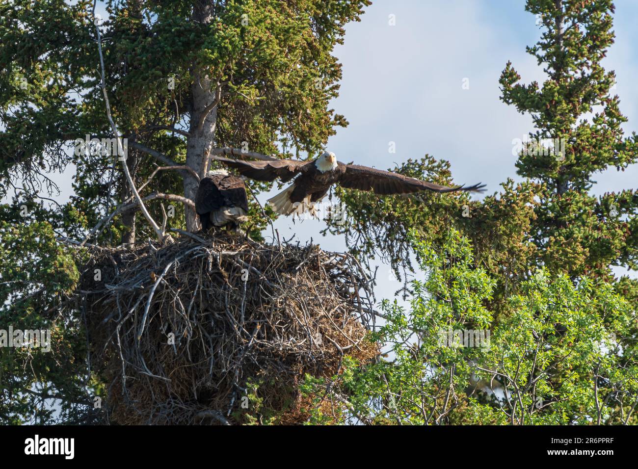 Wild Bald Eagles in northern Canada with mother and father guarding the nest and babies Stock ...