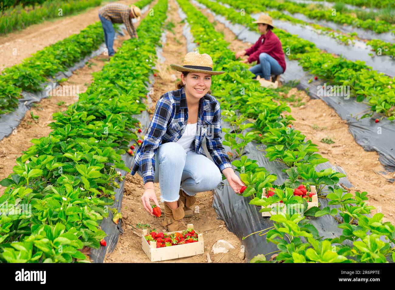 Team of farmers picking strawberry at farm Stock Photo - Alamy