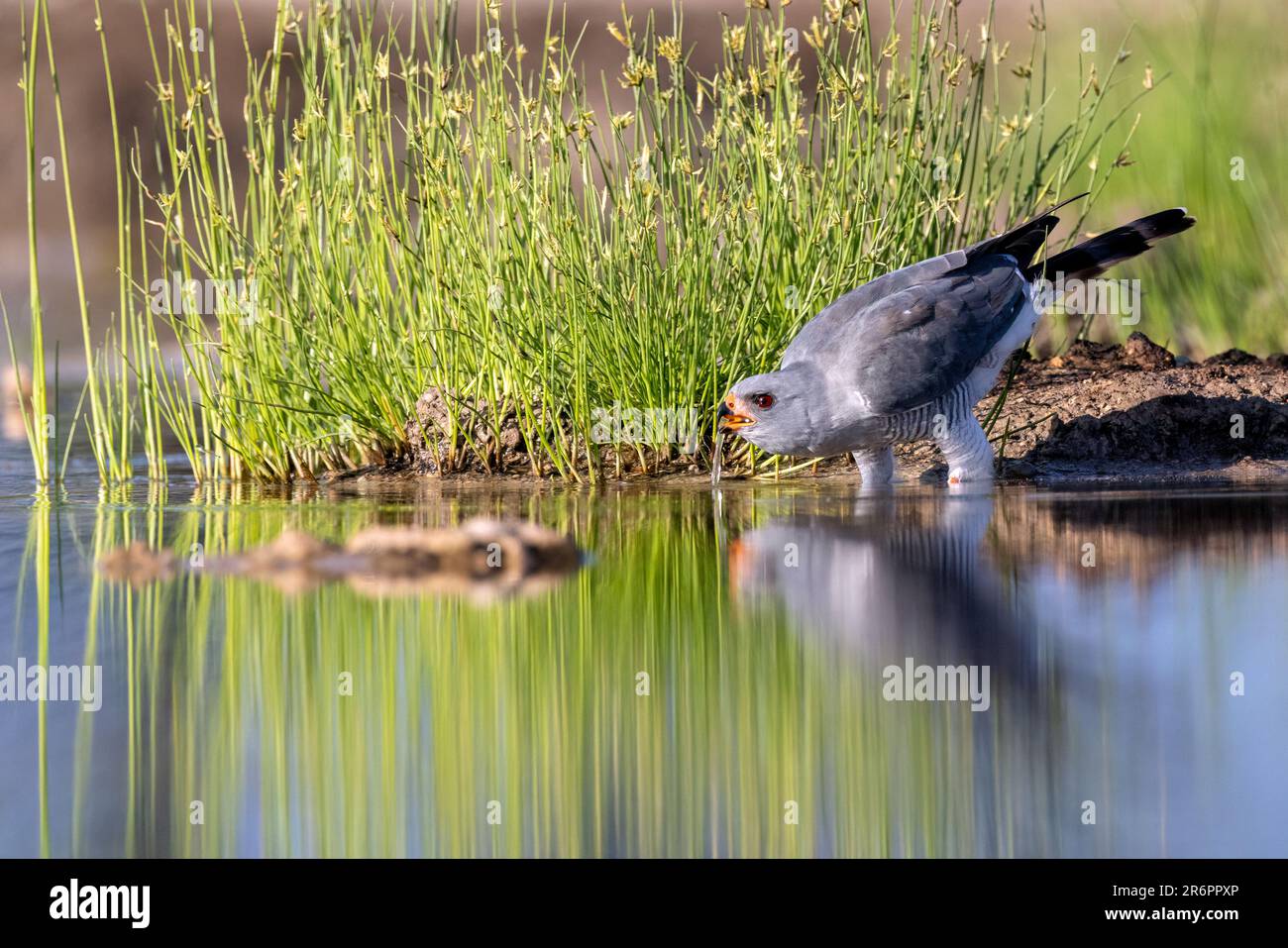 Gabar goshawk (Micronisus gabar) drinking at waterhole - Onkolo Hide ...
