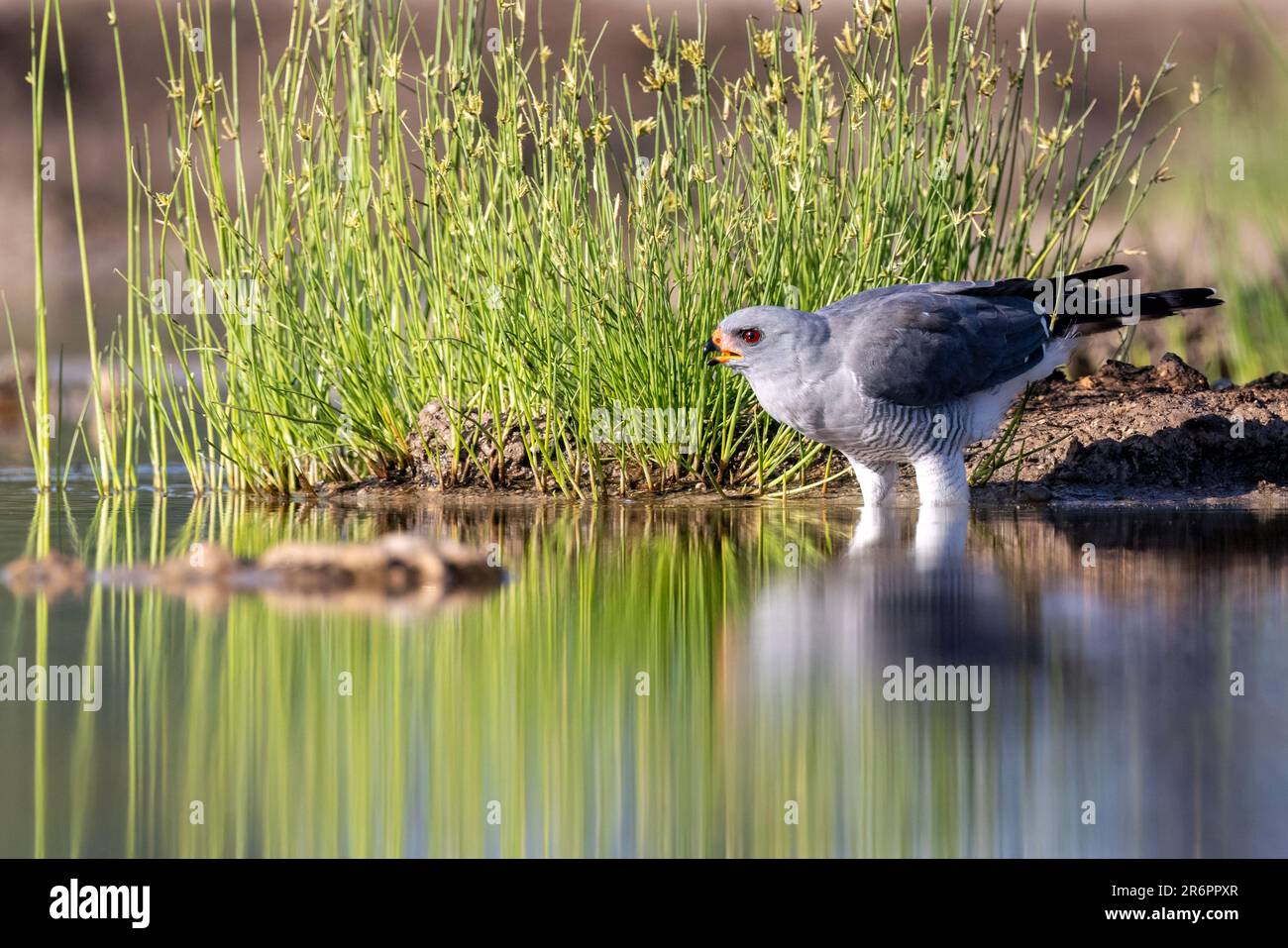 Gabar goshawk (Micronisus gabar) drinking at waterhole - Onkolo Hide ...