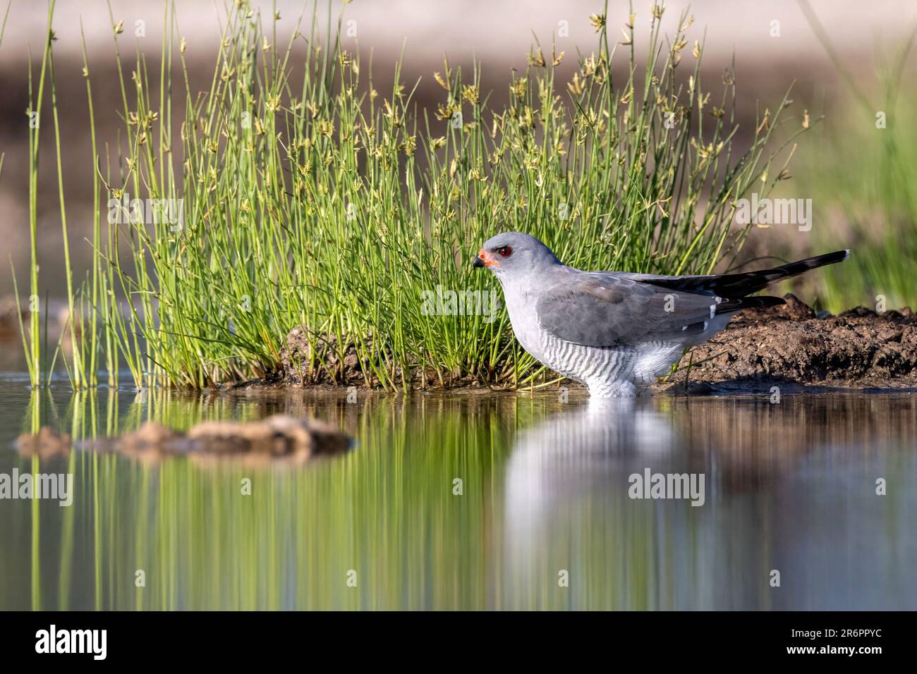 Gabar goshawk (Micronisus gabar) drinking at waterhole - Onkolo Hide ...