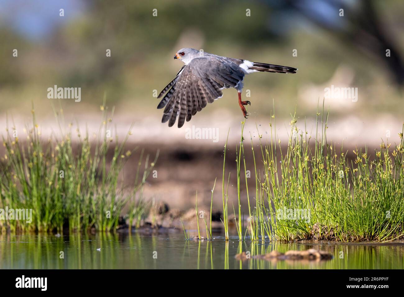 Gabar goshawk (Micronisus gabar) in flight - Onkolo Hide, Onguma Game ...
