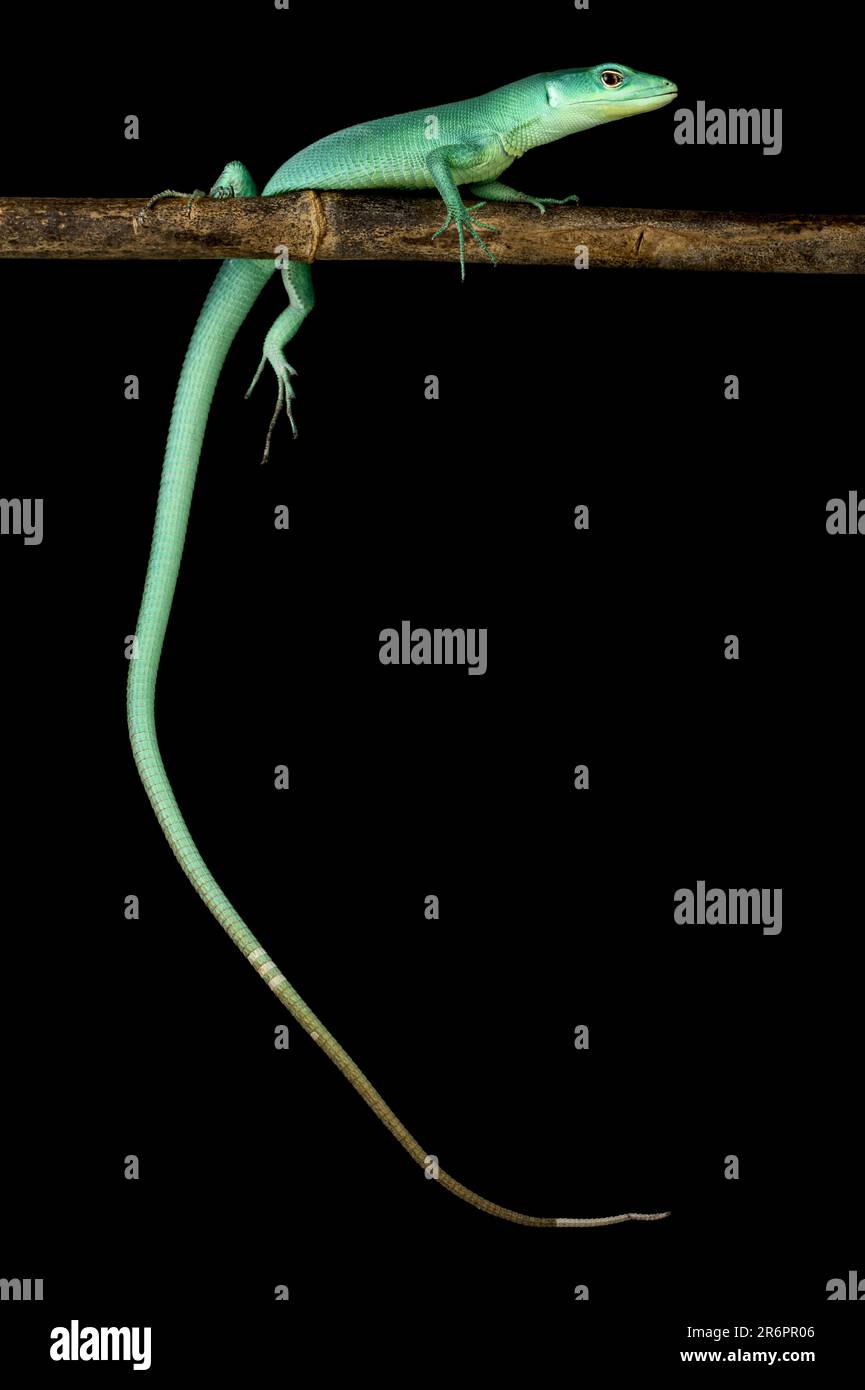 Green keel-bellied lizard (Gastropholis prasina Stock Photo - Alamy