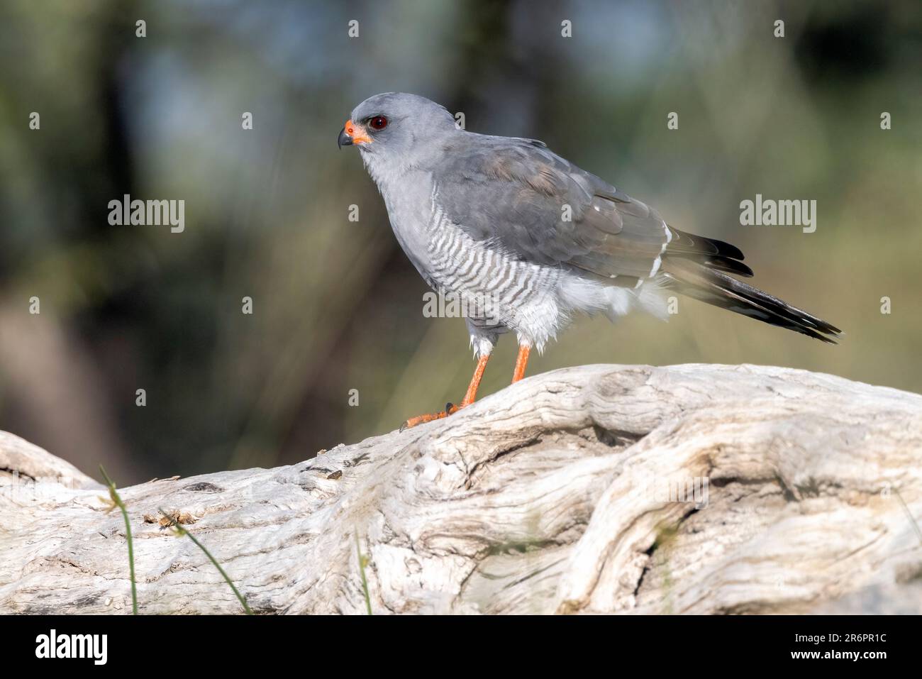 Gabar goshawk micronisus gabar hi-res stock photography and images - Alamy