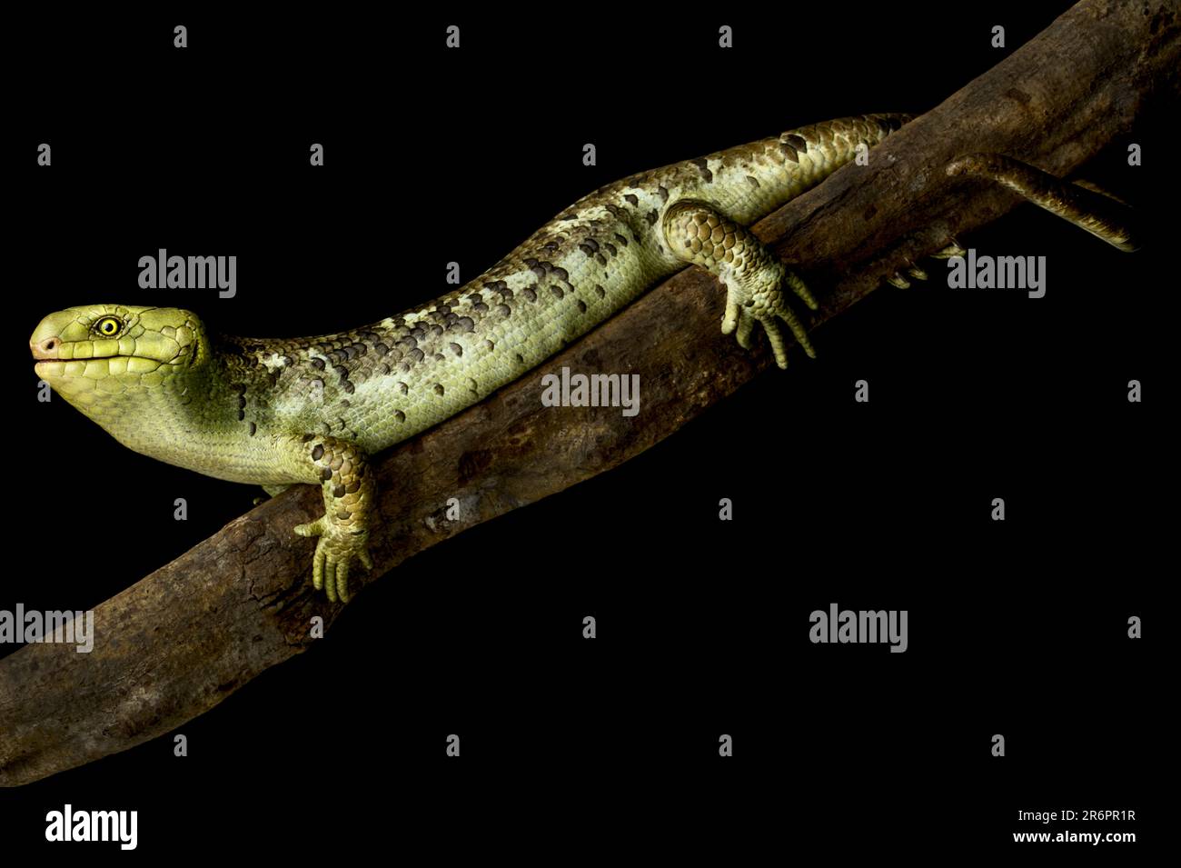 Solomon Islands skink or monkey skink (Corsica zebra) on branch Stock ...