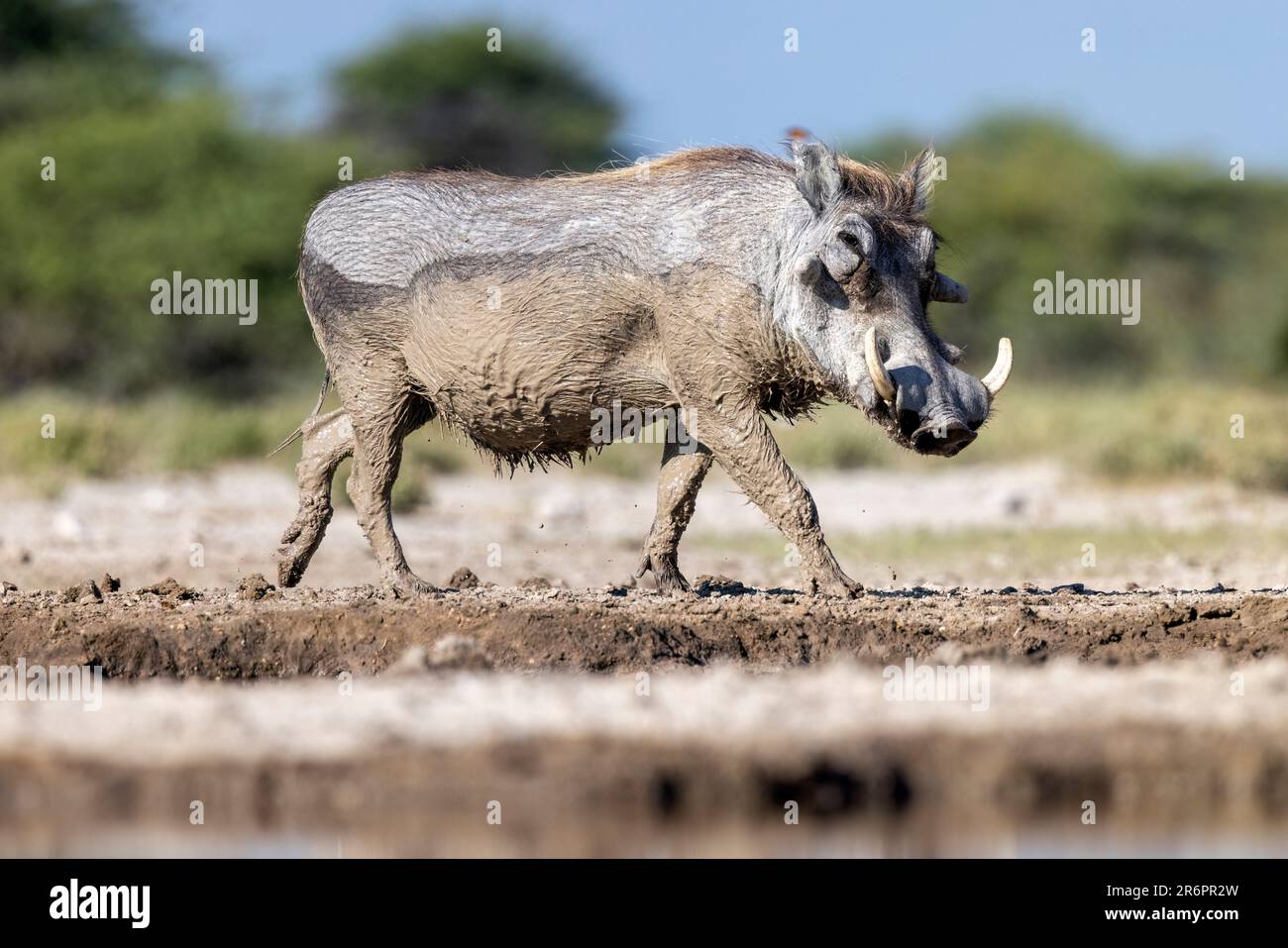 Mud covered common warthog (Phacochoerus africanus) walking by ...