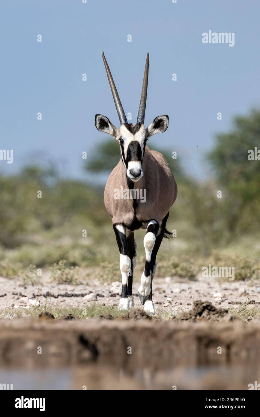 Arabische Oryx Gezicht
