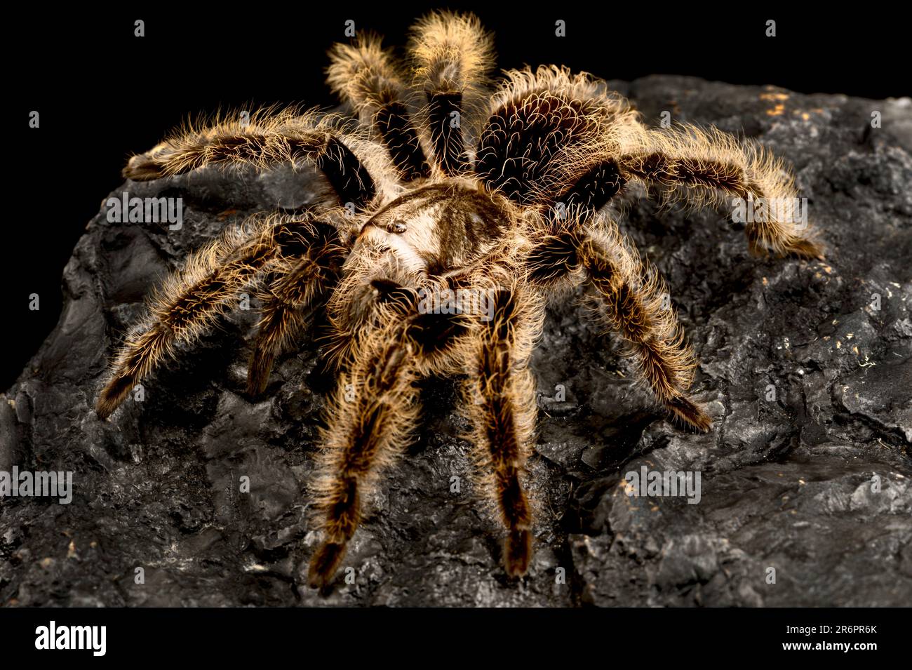 Curly Hair Tarantula Spiderling