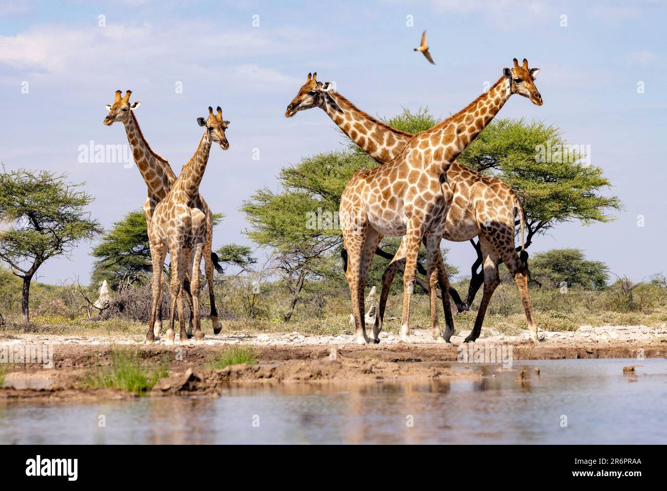 Group of Giraffe at the waterhole at the Onkolo Hide, Onguma Game ...
