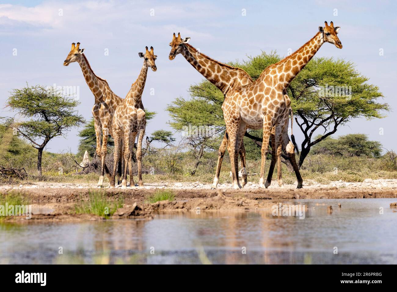 Group of Giraffe at the waterhole at the Onkolo Hide, Onguma Game ...