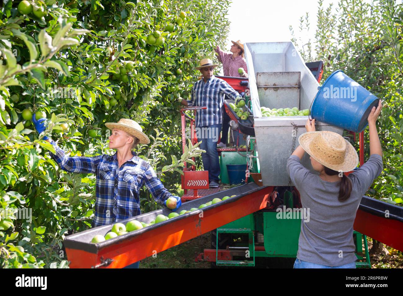 Workers harvesting ripe apples using sorting machine Stock Photo - Alamy