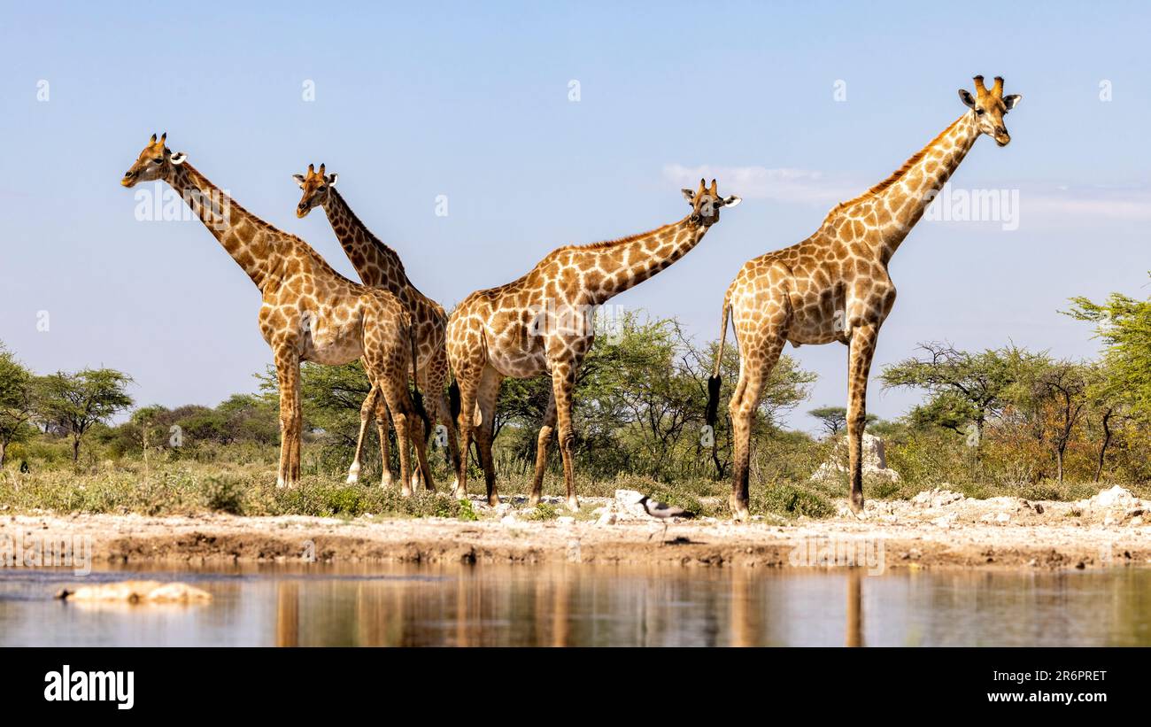 Group of Giraffe at the waterhole at the Onkolo Hide, Onguma Game ...