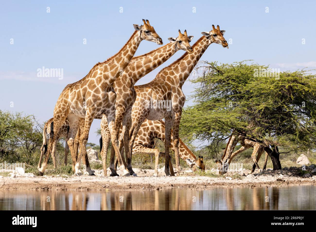 Group of Giraffe at the waterhole at the Onkolo Hide, Onguma Game ...