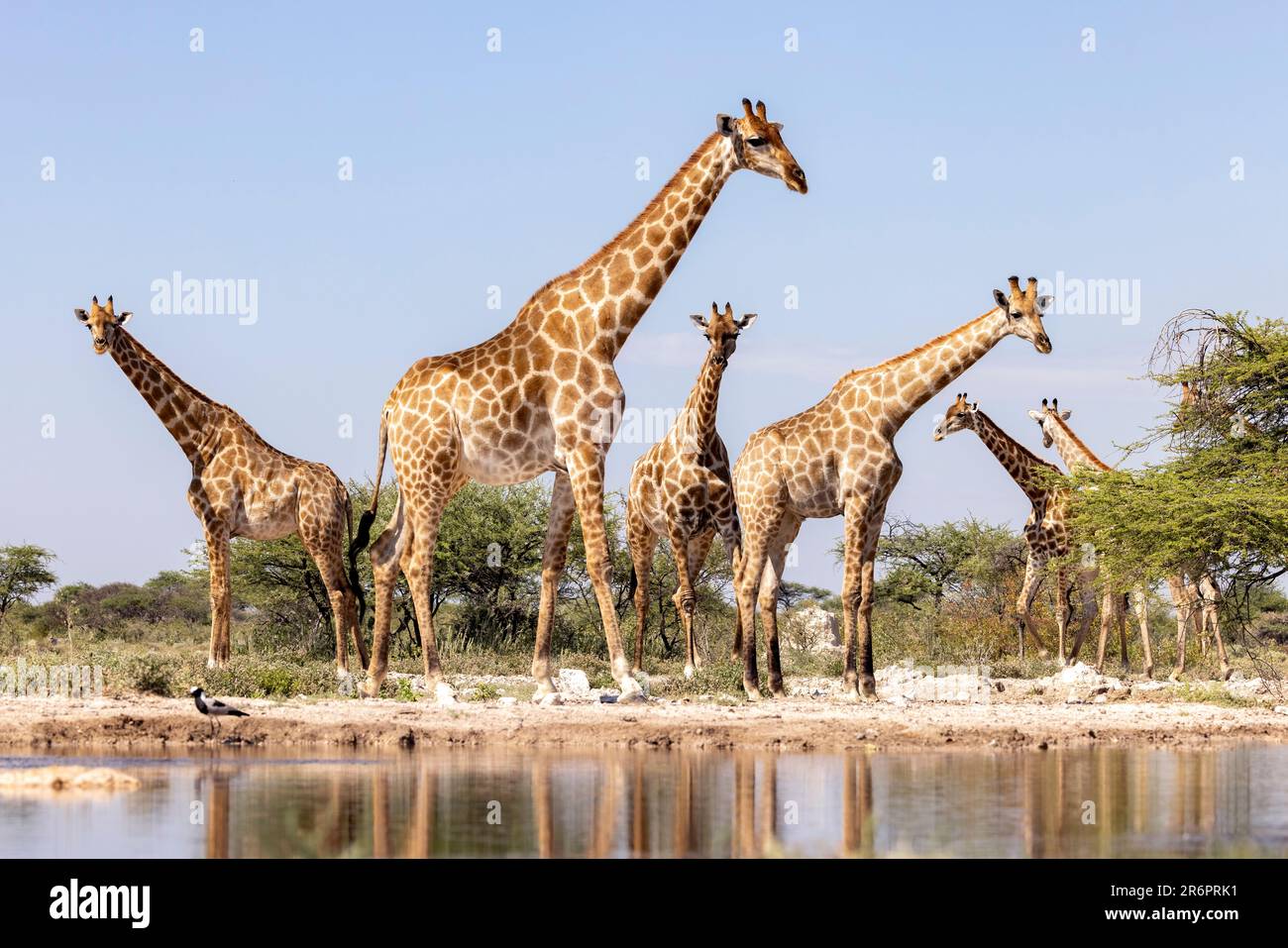 Group of Giraffe at the waterhole at the Onkolo Hide, Onguma Game ...