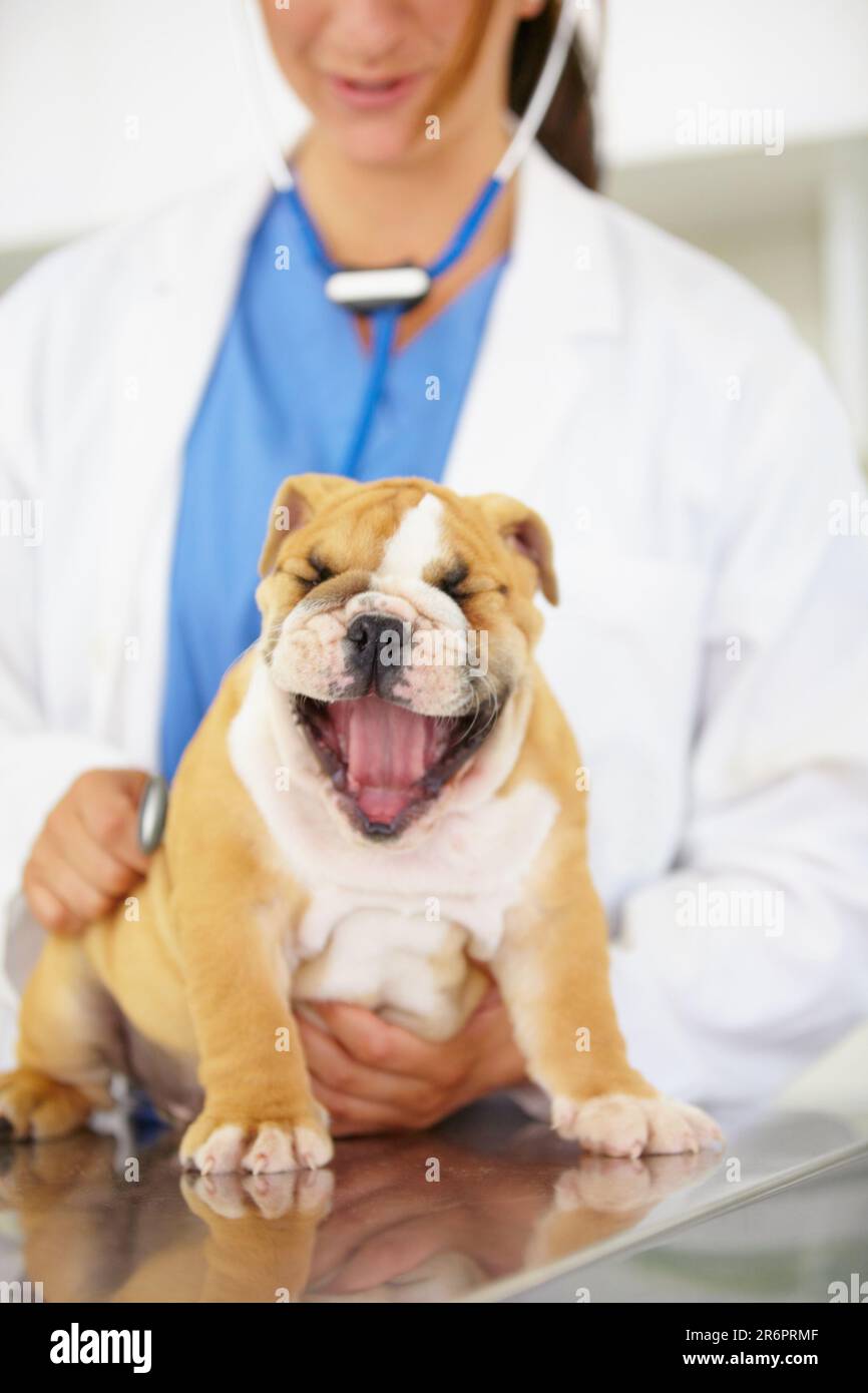 Wellness, hands of doctor or dog in vet for animal healthcare check up ...