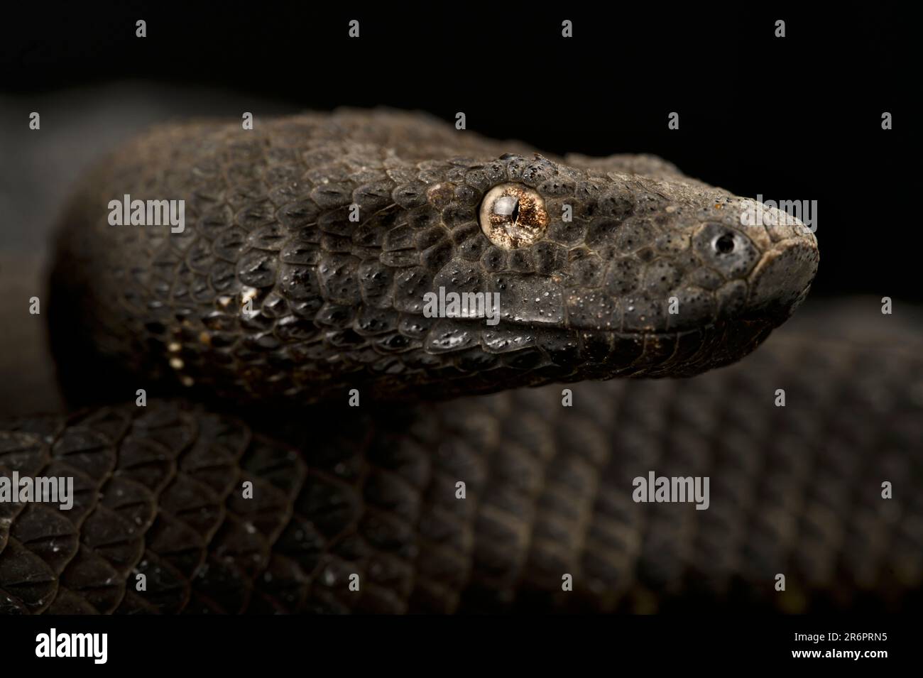 Candoia ground boa snake hi-res stock photography and images - Alamy
