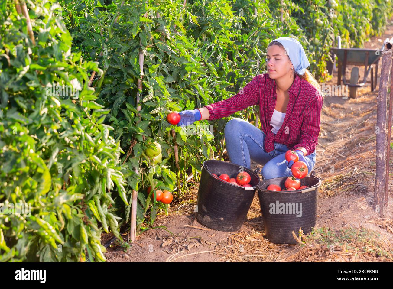 Tomato picker hi-res stock photography and images - Alamy