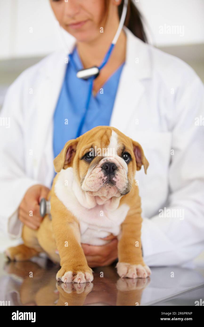 Heartbeat, hands of doctor or dog in vet for animal healthcare check up ...