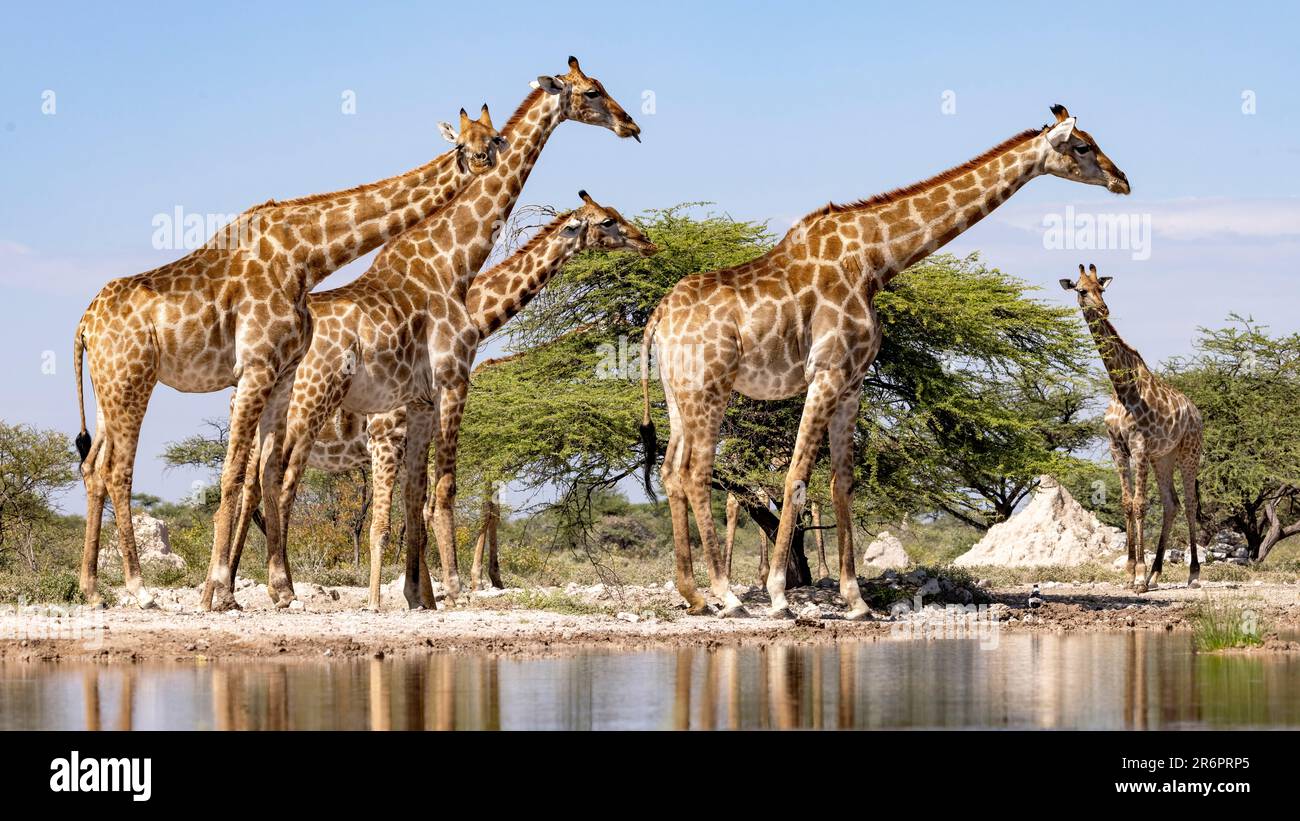 Group of Giraffe at the waterhole at the Onkolo Hide, Onguma Game ...