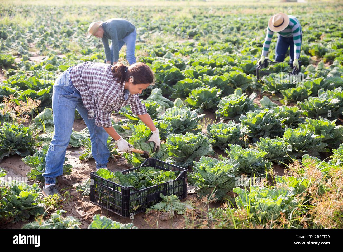 Farm workwoman gathering crop of savoy cabbage on plantation Stock ...