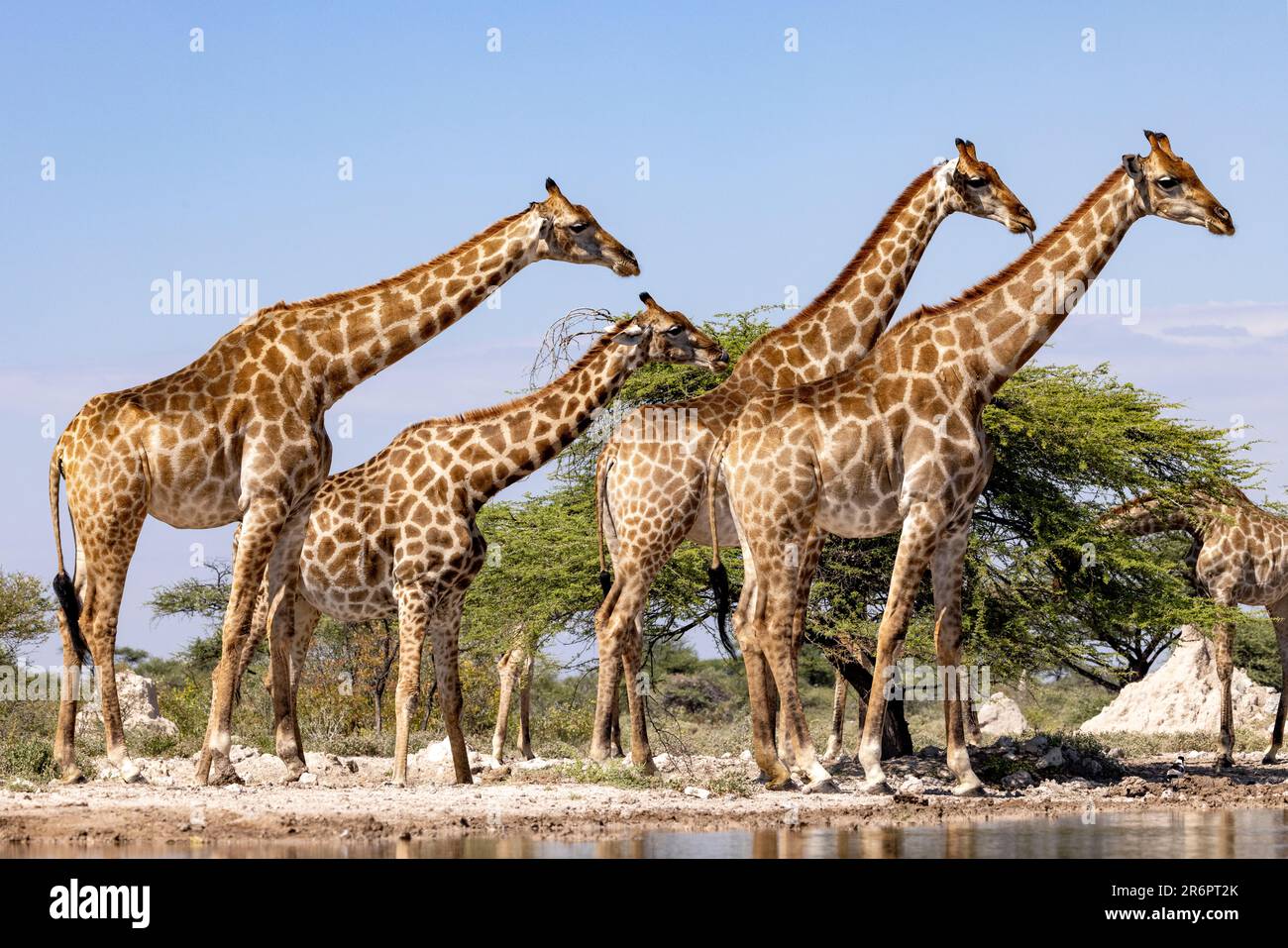 Group of Giraffe at the waterhole at the Onkolo Hide, Onguma Game ...