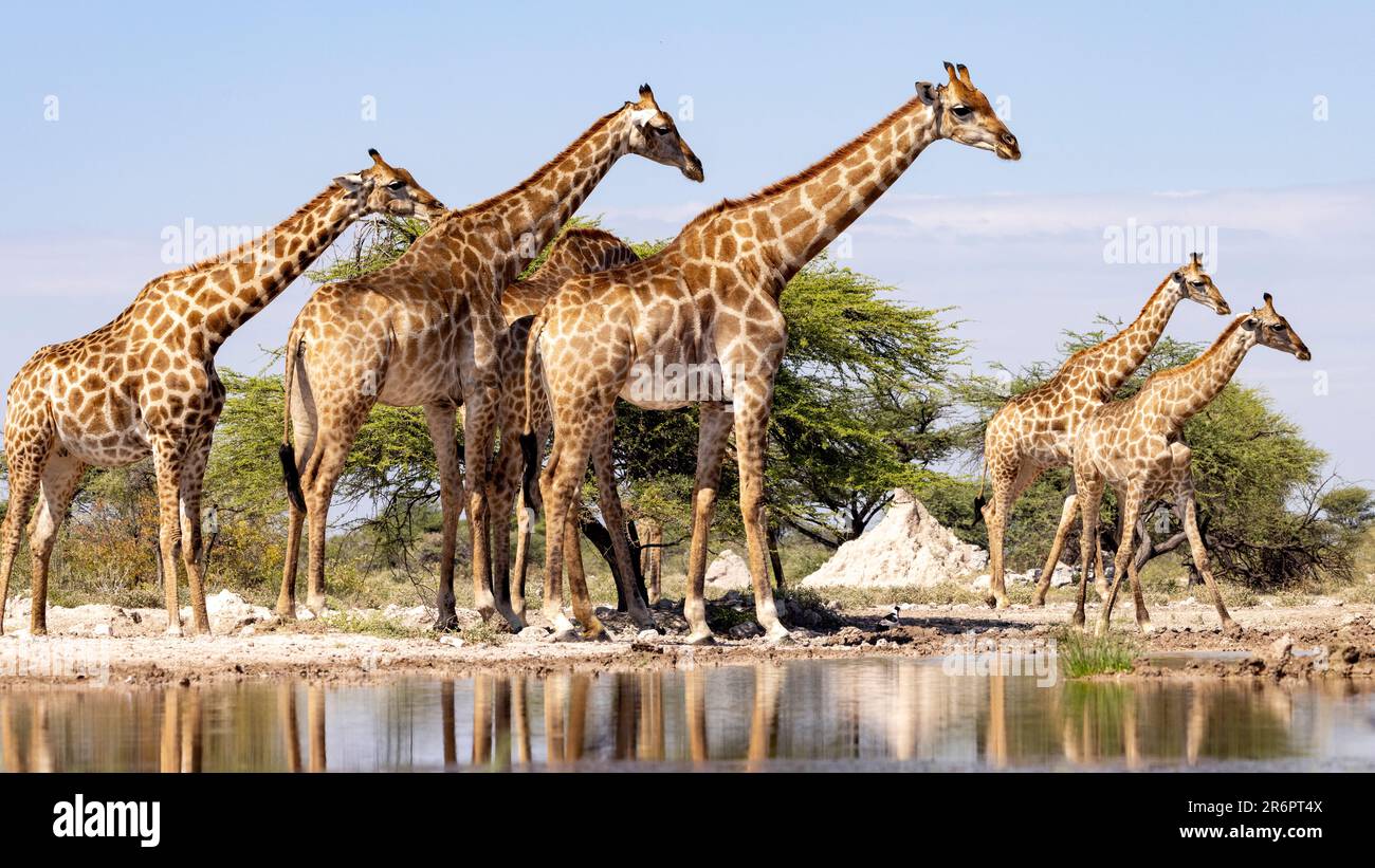 Group of Giraffe at the waterhole at the Onkolo Hide, Onguma Game ...
