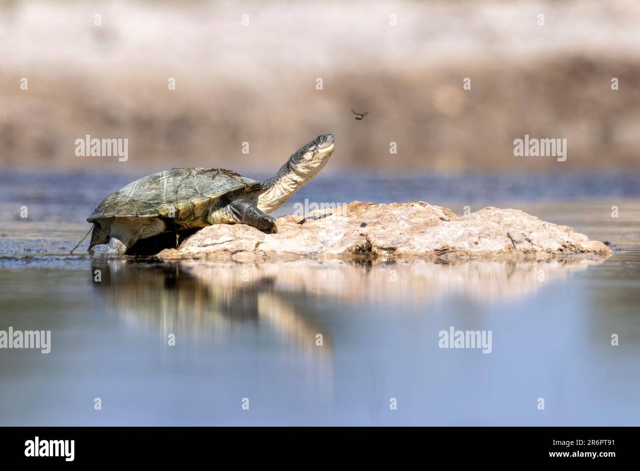 Marsh Terrapin (Pelomedusa subrufa) with bee in front of its nose ...