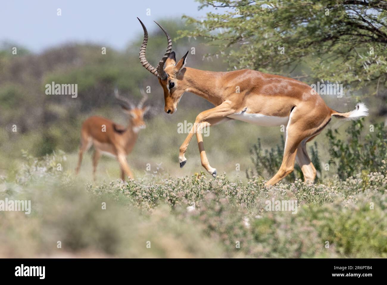 Stotting antelope hi-res stock photography and images - Alamy